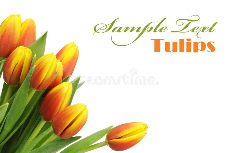 Tulips with copy space stock photo. Image of dutch, petals - 604830