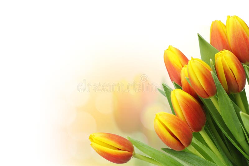 Tulips with copy space stock photo. Image of dutch, petals - 604830