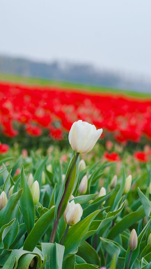 Beautiful Tulips in a Dutch Landscape. Stock Photo - Image of holiday ...
