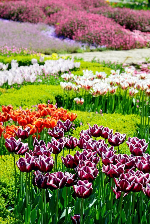 Tulip garden stock photo. Image of garden, tulip, blossom - 9428474