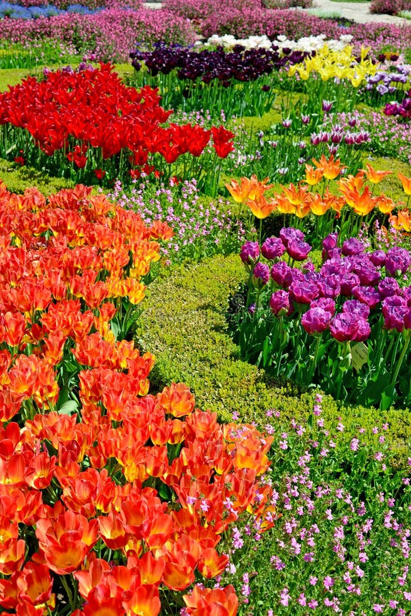 Beautiful tulips in garden stock photo. Image of macro - 34775606