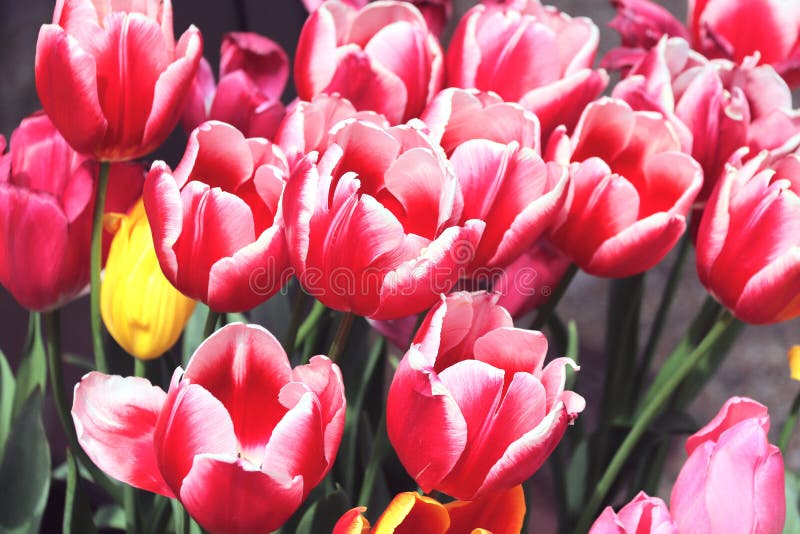 Beautiful Tulips of Red Color Stock Photo - Image of flowerbed, flower ...