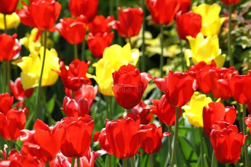 Red and yellow tulips stock image. Image of outdoor, gardening - 15909183