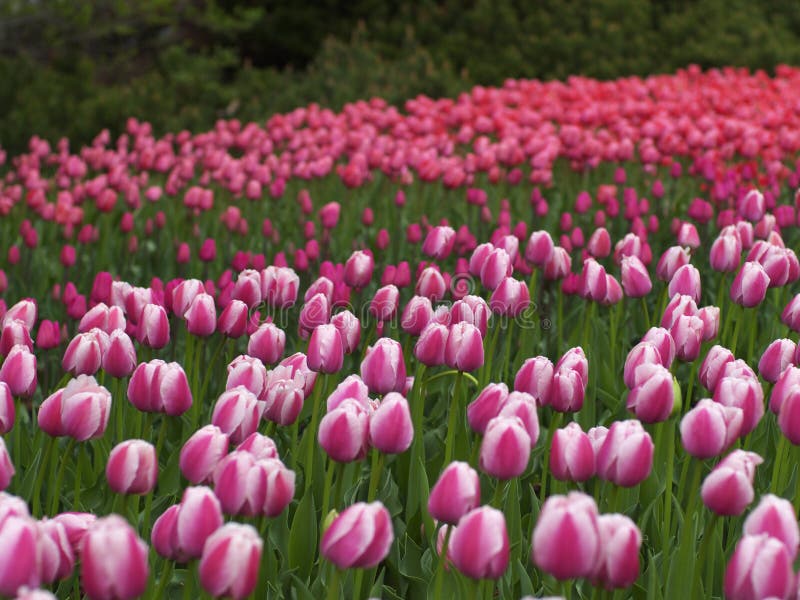 Beautiful tulips in spring stock image. Image of white - 11835675
