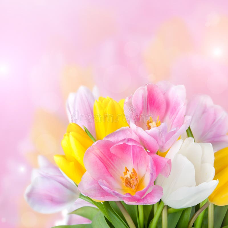 A Tulips Spring Flowers Background Stock Photo - Image of bouquet ...
