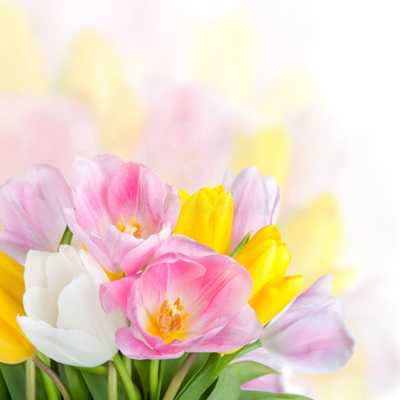 A Tulips Spring Flowers Background Stock Image - Image of floral, pink ...