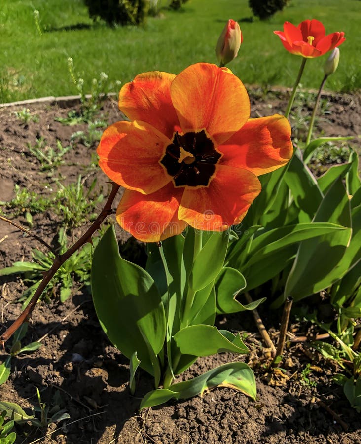 Red Tulips in Spring in the Garden Stock Photo - Image of blossom ...