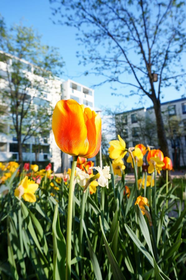 Beautiful tulips in spring stock image. Image of park - 73975743