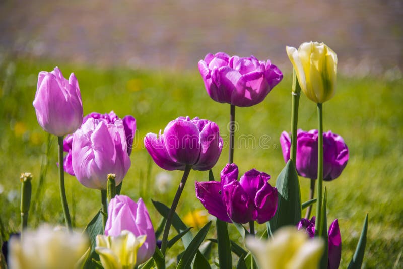 Beautiful Tulips in the Spring Stock Photo - Image of detail ...