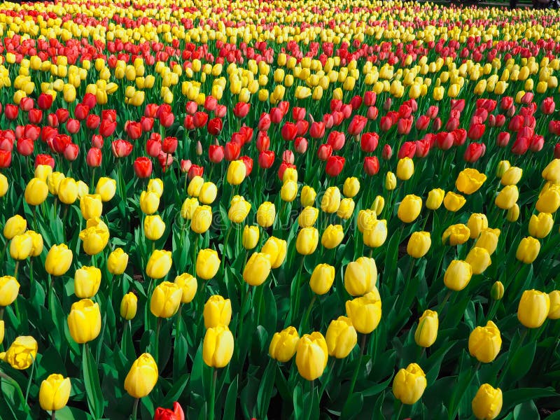 Beautiful Tulips in Spring Symbol of the Country of the Netherlands ...