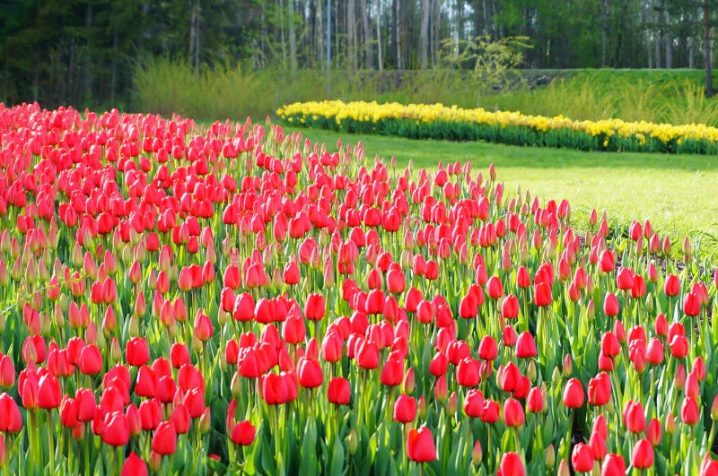 Beautiful tulips in spring stock photo. Image of flower - 70201142