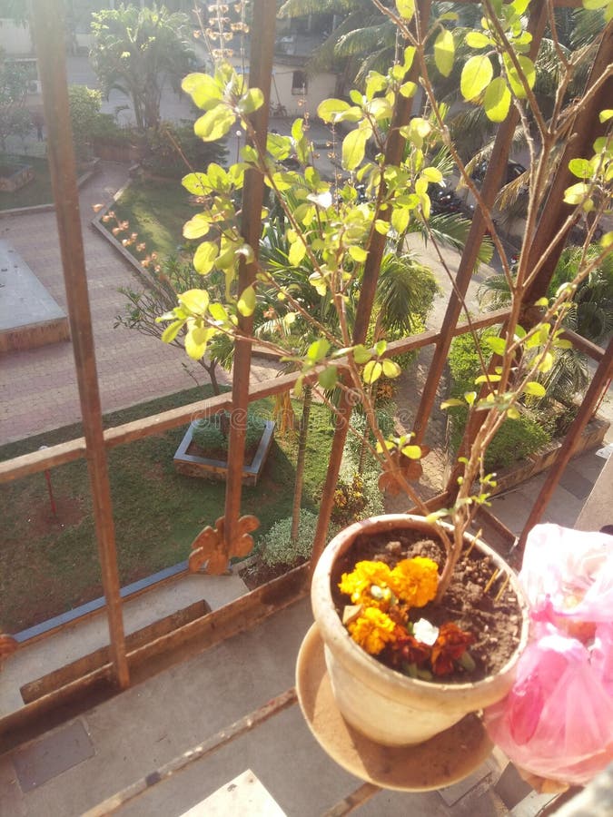 Beautiful tulsi plant stock photo. Image of tulsi, beautiful - 113147488