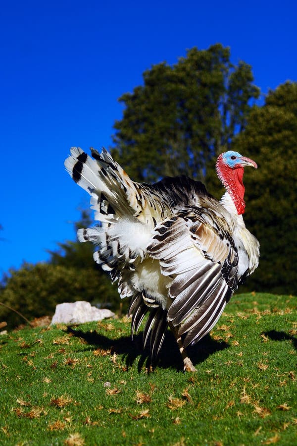 Beautiful Turkey in the Forest Stock Photo - Image of country, grass ...