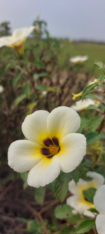 The Beautiful Turnera Subulata Stock Image - Image of beautiful ...