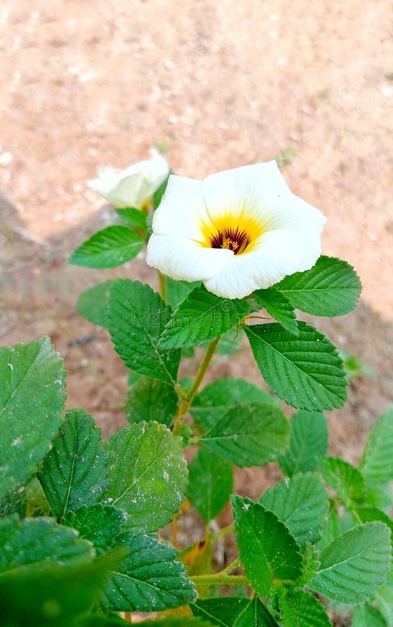 Beautiful Turnera Subulata or White Buttercup Flower Plant are Blooming ...