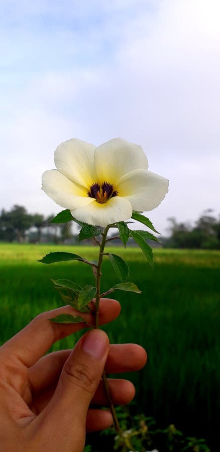 Beautiful Turnera Subulata or White Buttercup Flower Plant are Blooming ...