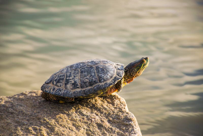 A Beautiful Turtle Basking in the Sun Stock Image - Image of america ...