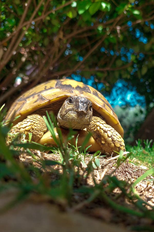 Beautiful turtle in forest stock photo. Image of yellow - 251457008
