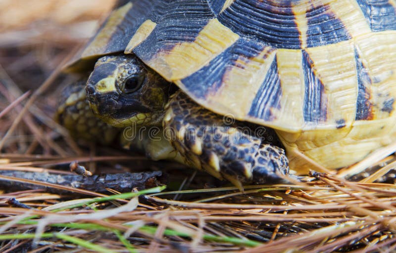 Beautiful Turtle in the Forest Stock Image - Image of macro, nature ...