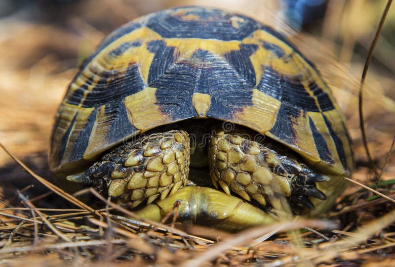 Beautiful Turtle in the Forest Stock Photo - Image of predator, garden ...