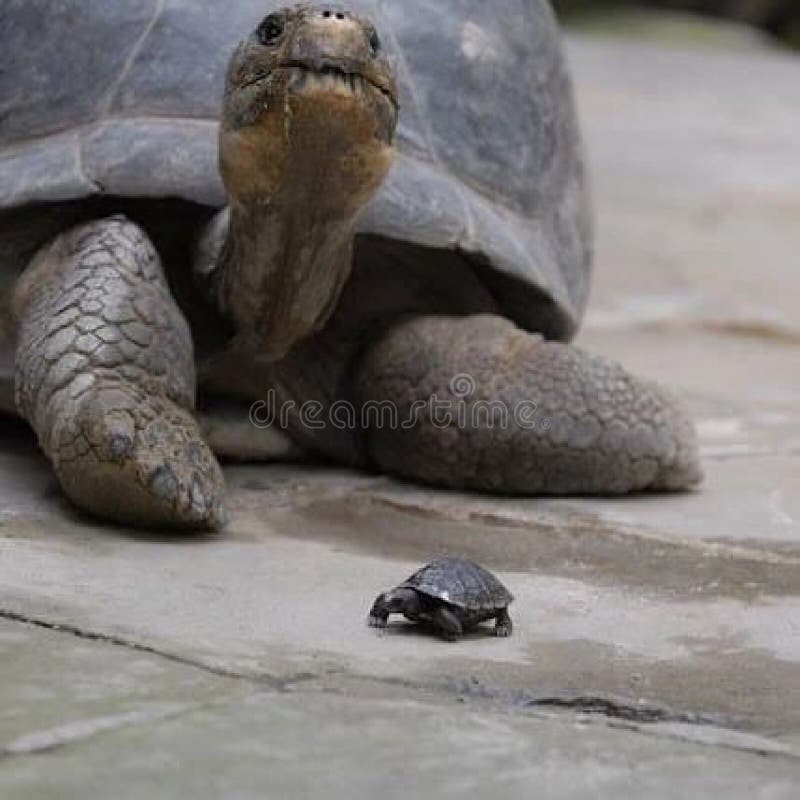 Beautiful Turtle and the Little One Interacting Stock Photo - Image of ...
