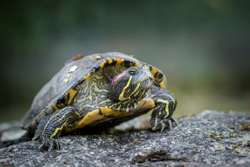 Beautiful turtle portrait stock photo. Image of aquatic - 157698602