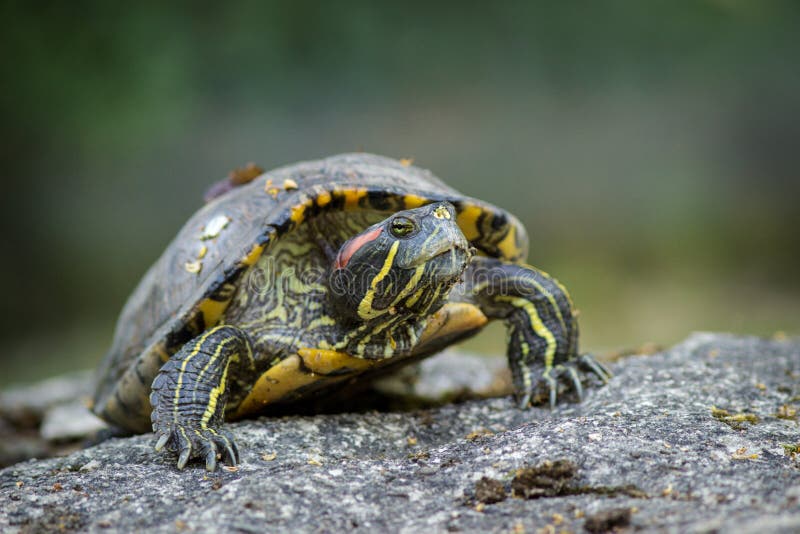 Beautiful turtle portrait stock image. Image of natural - 157698653