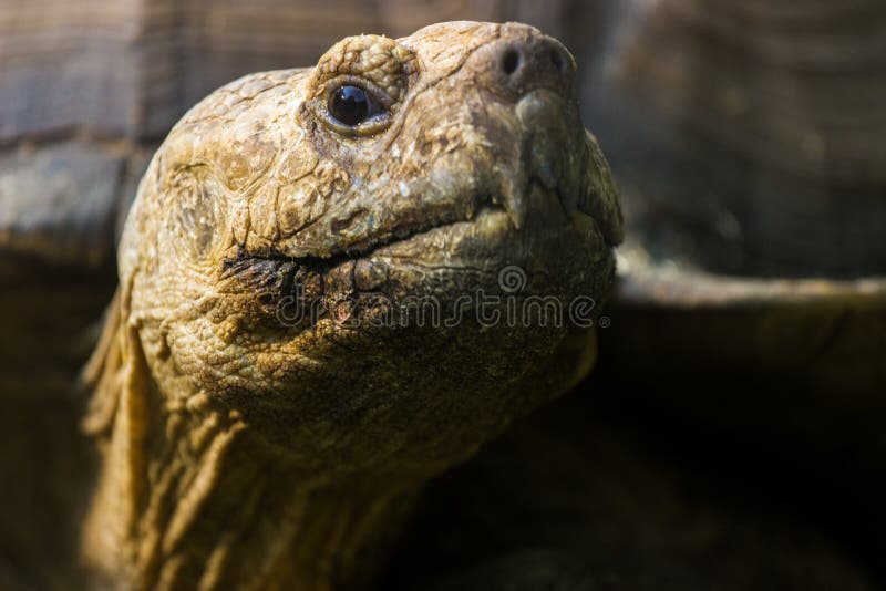 Beautiful turtle portrait stock photo. Image of beautiful - 157693386