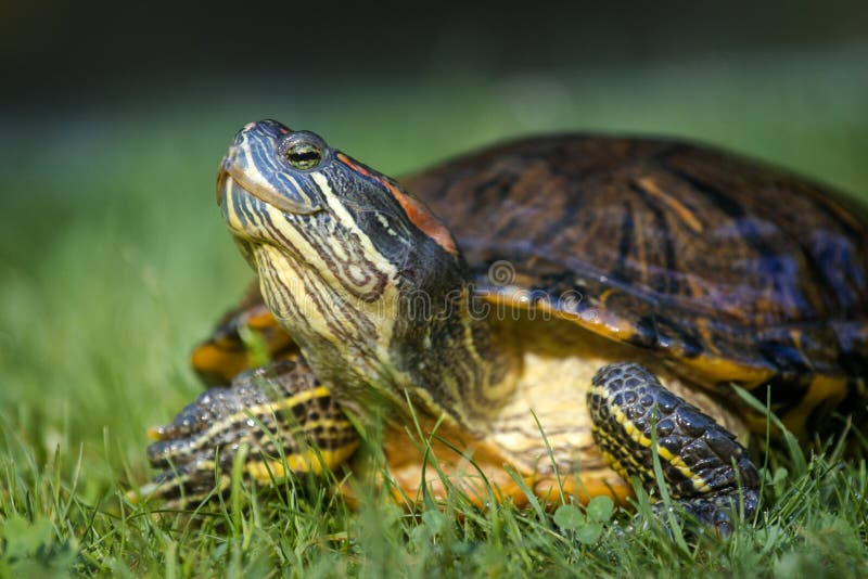 Beautiful turtle portrait stock photo. Image of environment - 157693418