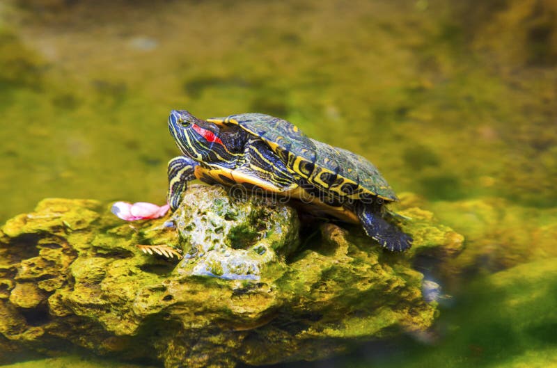 Beautiful turtle portrait stock image. Image of ecology - 81494569