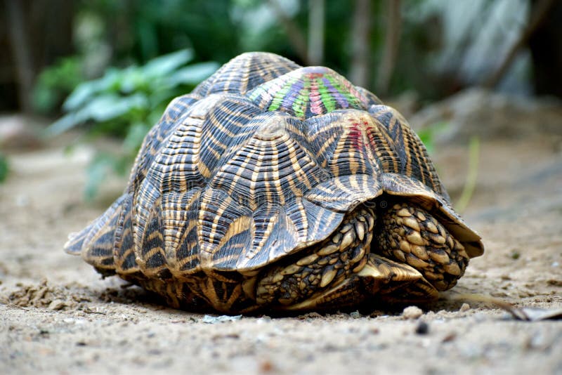 Beautiful Turtle Shell in the Garden Stock Image - Image of monkey ...