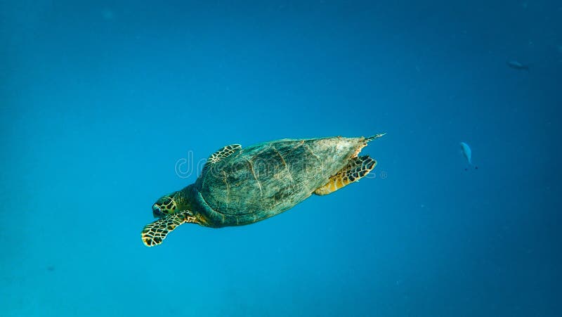 Beautiful Turtle Swimming Under the Sea Stock Image - Image of aquarium ...