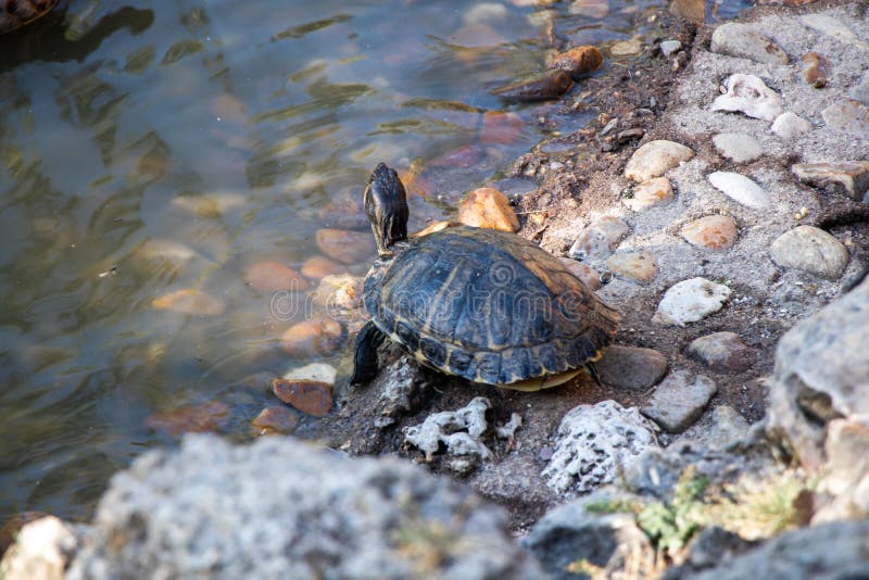 A Beautiful Turtle is Walking in a Lake Looking Forward Stock Photo ...