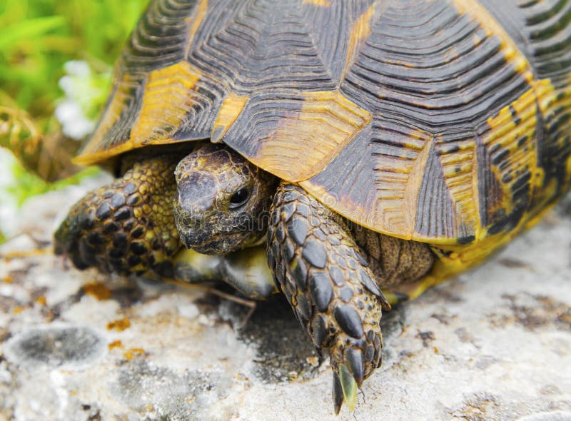 Beautiful Turtle in the Wild Stock Photo - Image of hawksbill ...
