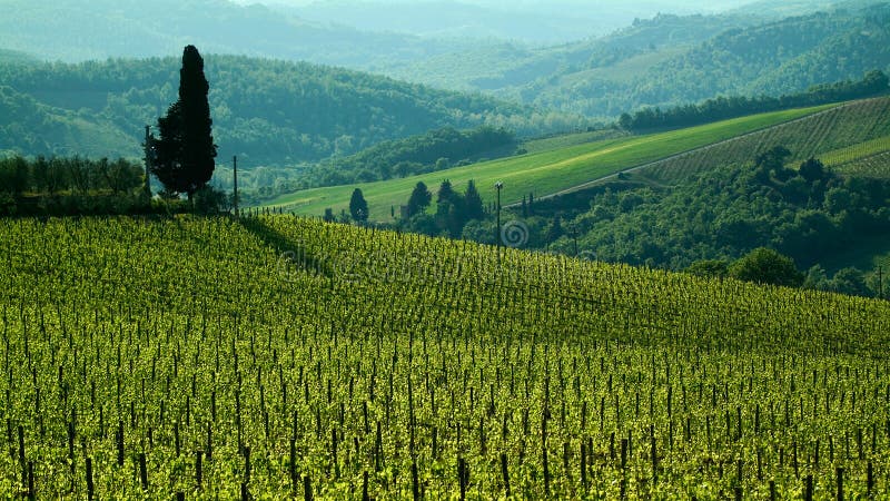 Beautiful Tuscan Field stock image. Image of field, agrarian - 25324247