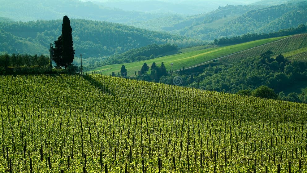Beautiful Tuscan Field stock image. Image of field, agrarian - 25324247