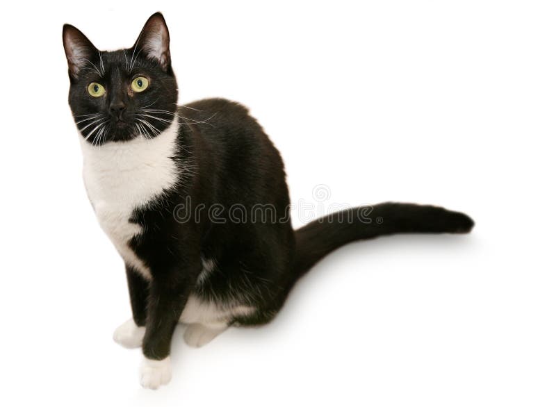 Beautiful Tuxedo Cat Stock Photos - Image: 842503