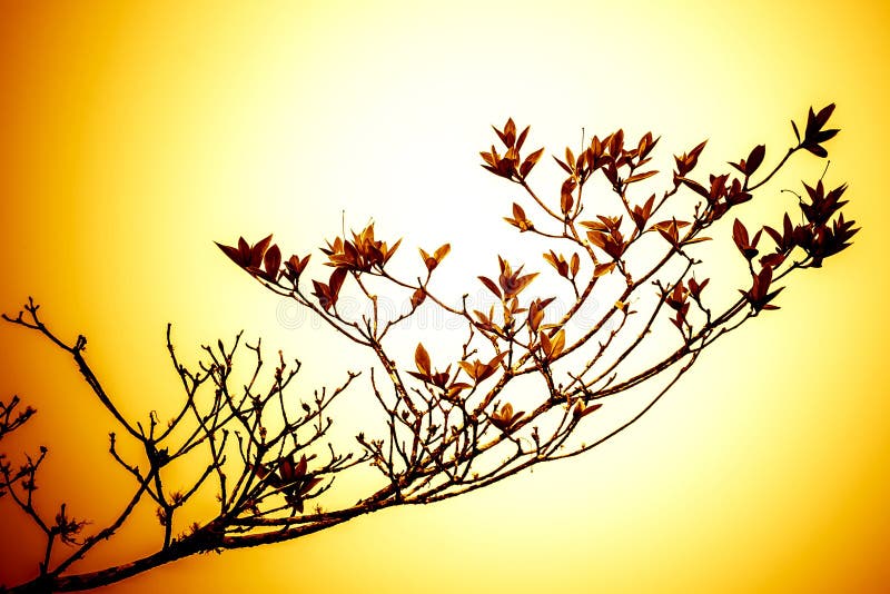 Beautiful twig stock image. Image of abandoned, branch - 36805873