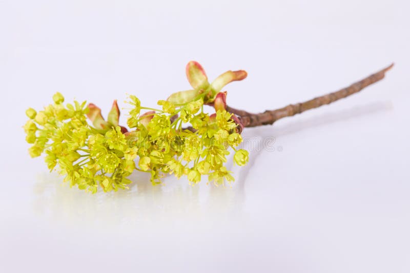 Beautiful Twig of Maple Tree Isolated Stock Image - Image of april ...