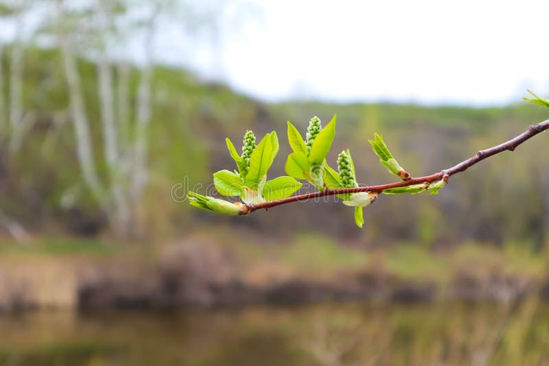 A Beautiful Twig with Young Leaves on a Blurry Background. Spring Stock ...