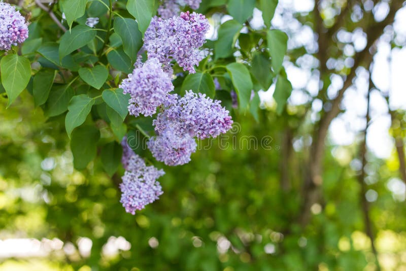 Beautiful Twigs of Lilac Garden on a Sunny Spring Day Stock Image ...