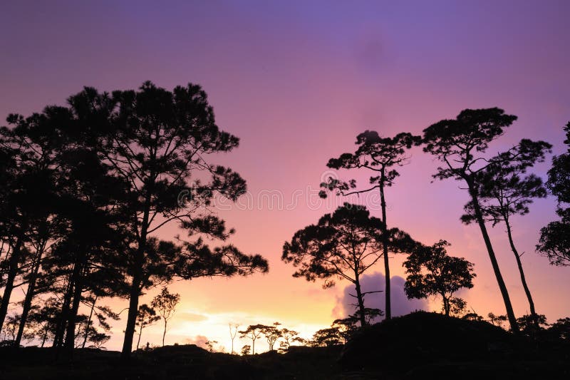 Beautiful Twilight Sunset in Rain Forest. Stock Photo - Image of fall ...