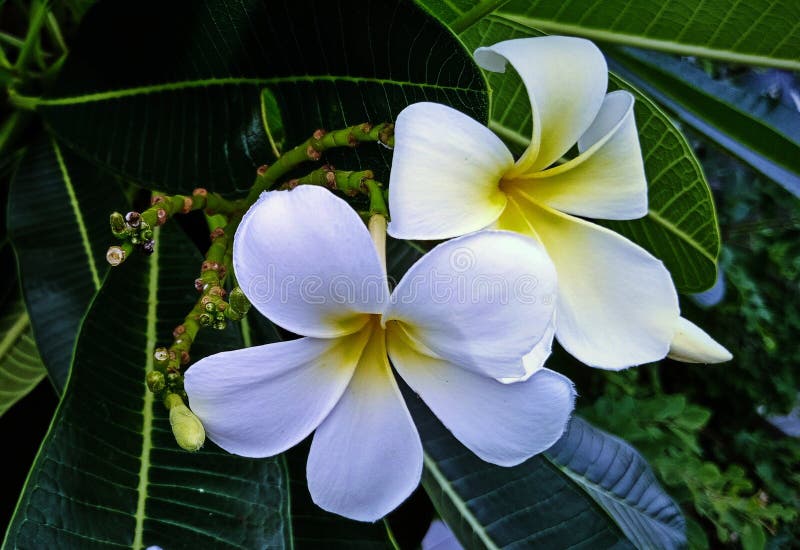 Beautiful Twin Frangipani Flowers Stock Image - Image of beautiful ...