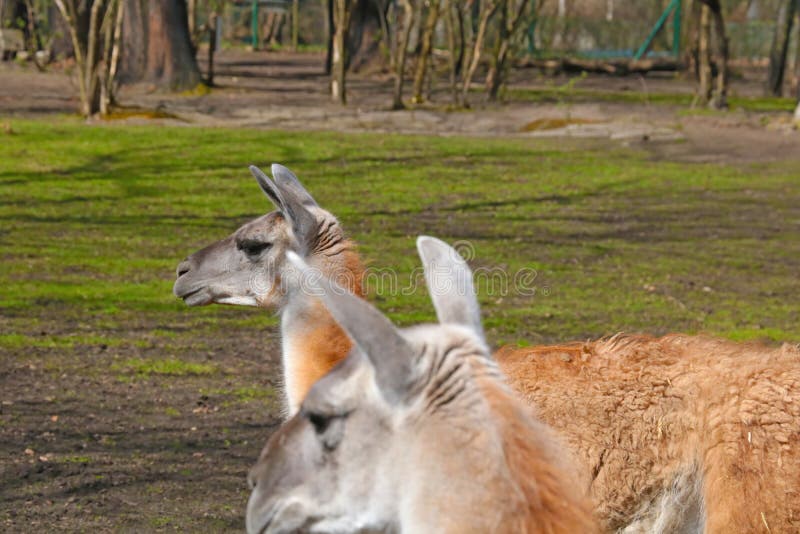 Beautiful Two Adult Llamas in the Park in Spring Stock Photo - Image of ...