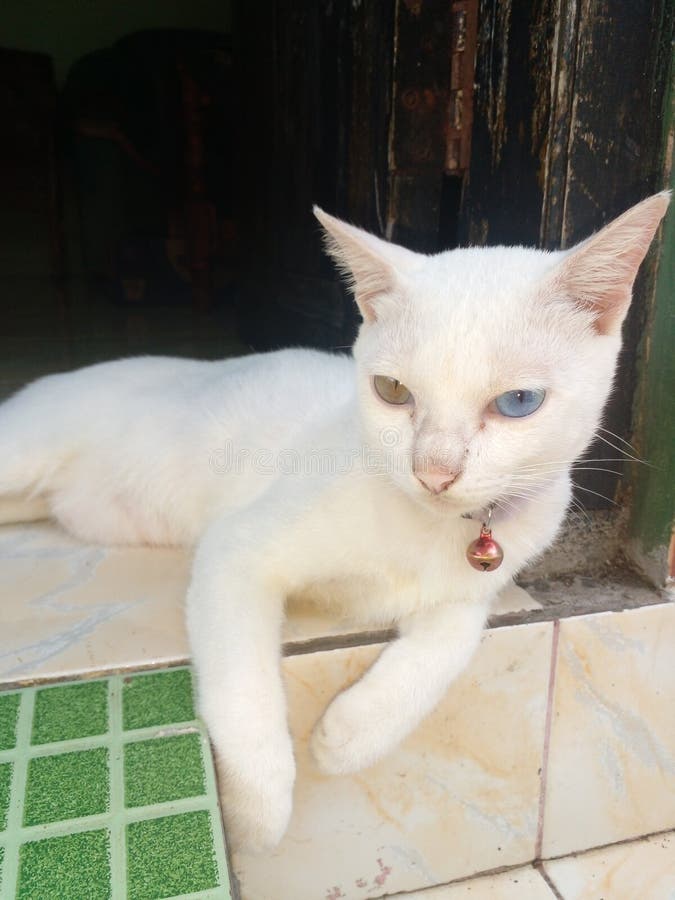 Beautiful Two Color Eyes Cat Stock Photo - Image of beautiful ...