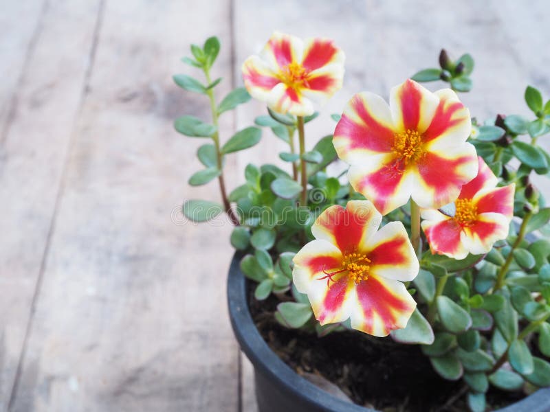 Beautiful Two Color Flowers Stock Photo - Image of beautiful, light ...