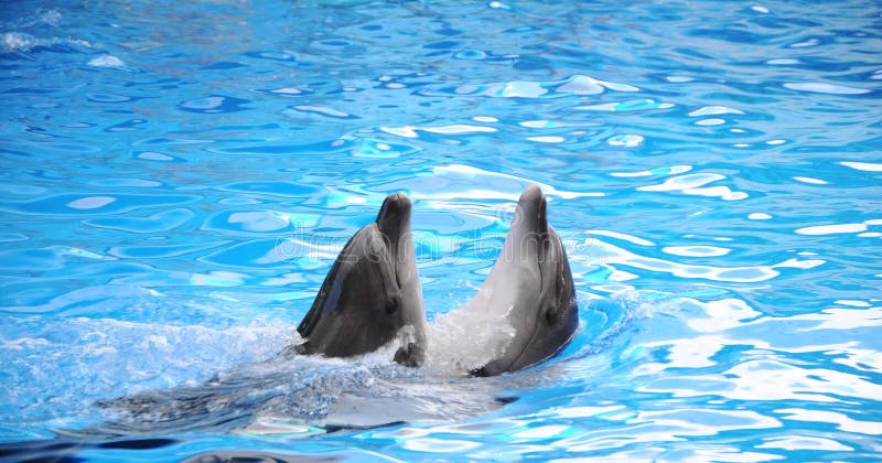 Beautiful Two Dolphins Swim in the Pool Water of the Dolphinarium Stock ...