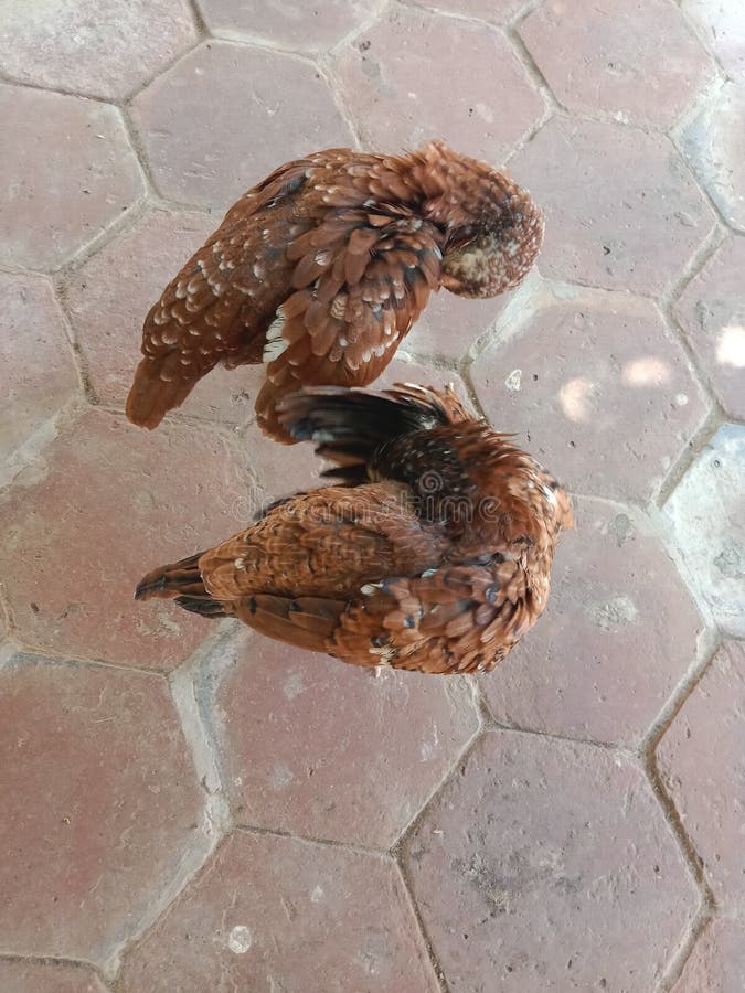 Beautiful Two Hen& X27;s Cute Brown Color Stock Image - Image of cute ...