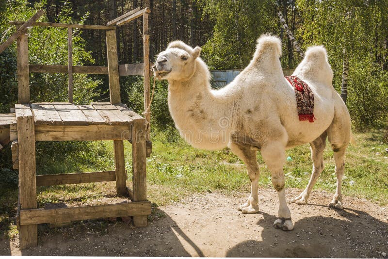 A Beautiful Two-humped Camel with a Red Patterned Blanket is Tied in ...