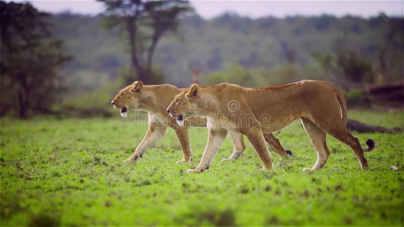 Beautiful of Two Lioness Walking Stock Footage - Video of grass, foggy ...